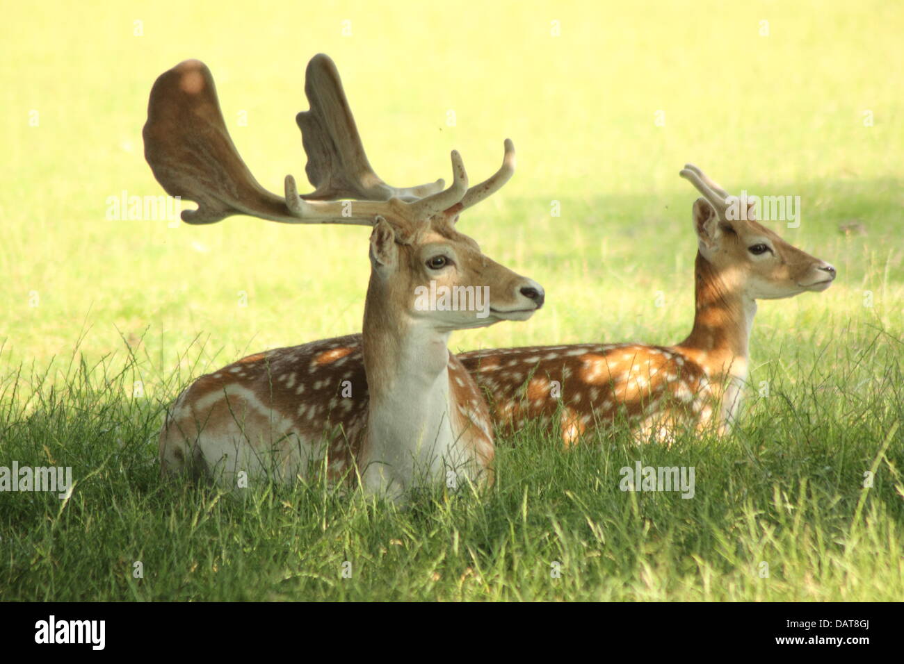 Männliche und weibliche Damwild (Dama Dama) Tierheim erholen in ...