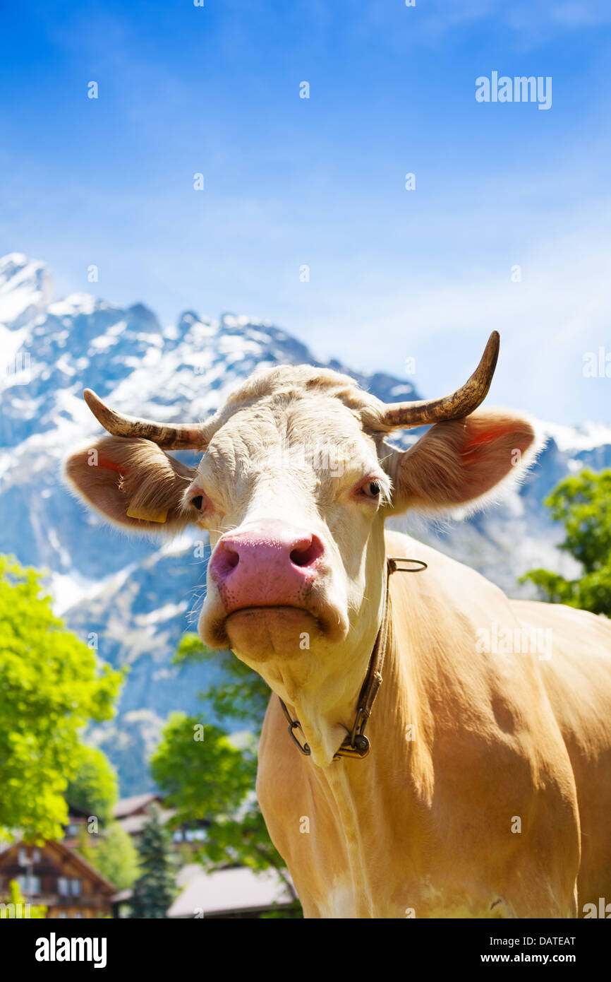Kuh schweiz -Fotos und -Bildmaterial in hoher Auflösung – Alamy