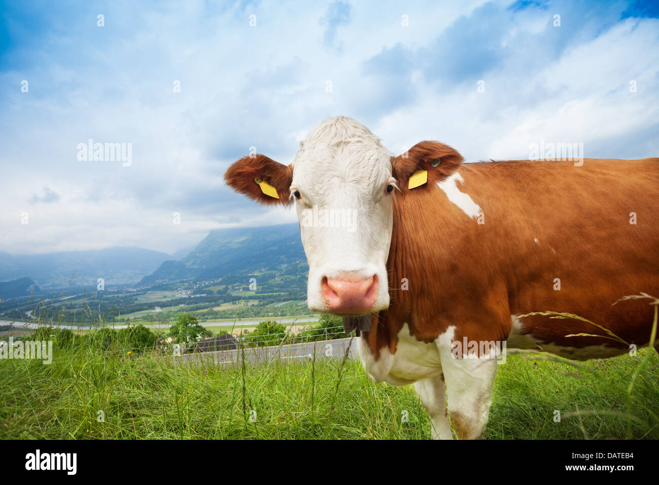 Brown swiss cow -Fotos und -Bildmaterial in hoher Auflösung – Alamy