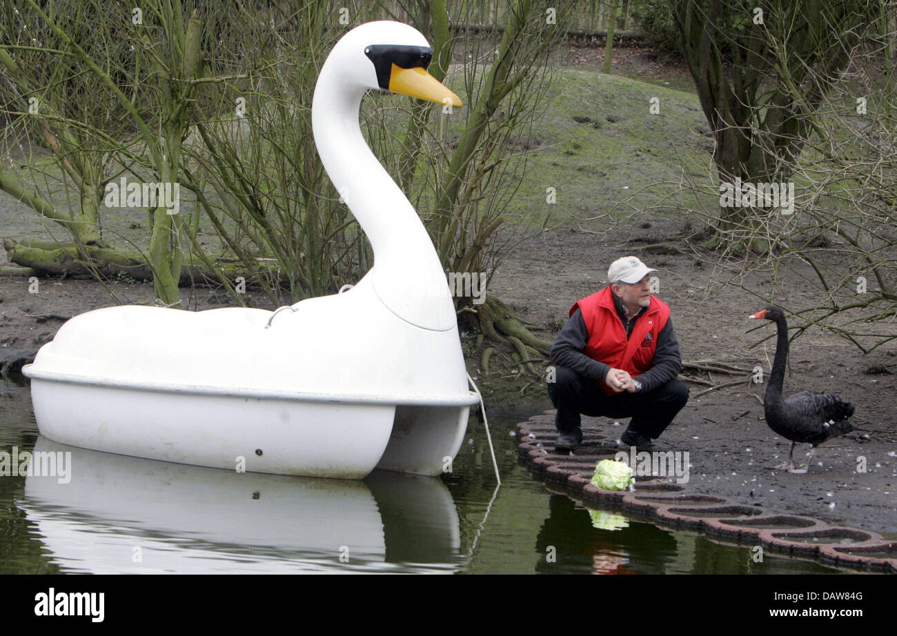 Echter schwan -Fotos und -Bildmaterial in hoher Auflösung – Alamy