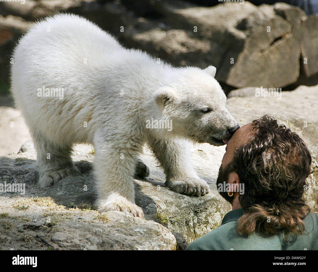 Eisbären-Baby Knut hat eine schnuppern an seinen Keeper Thomas ...