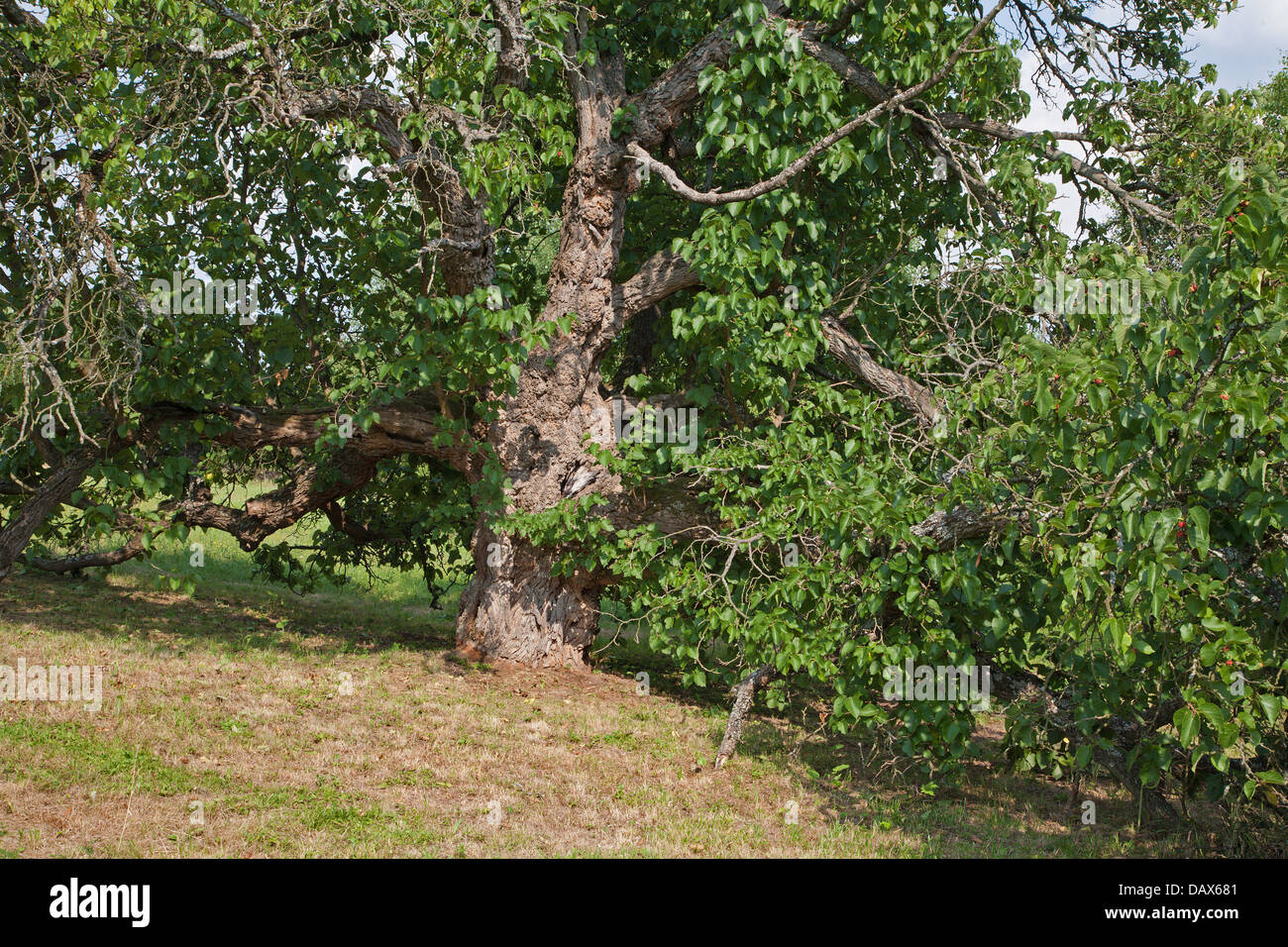 Maulbeerbaum - sehr alte Morus nigra Stockfotografie - Alamy