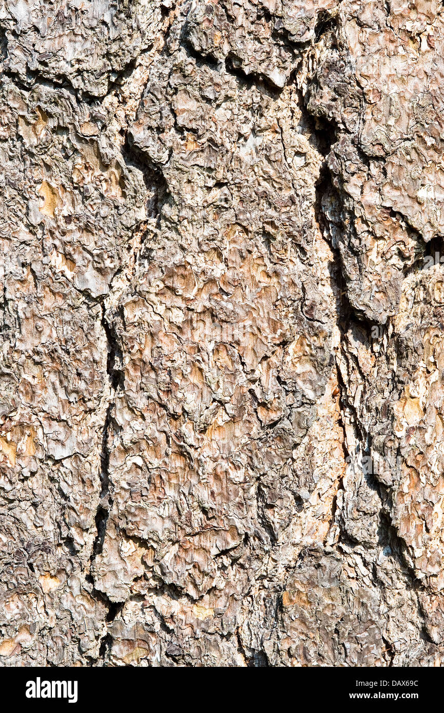 Gelb-Kiefer (Pinus Ponderosa) Nahaufnahme der Rinde. Baum in ...