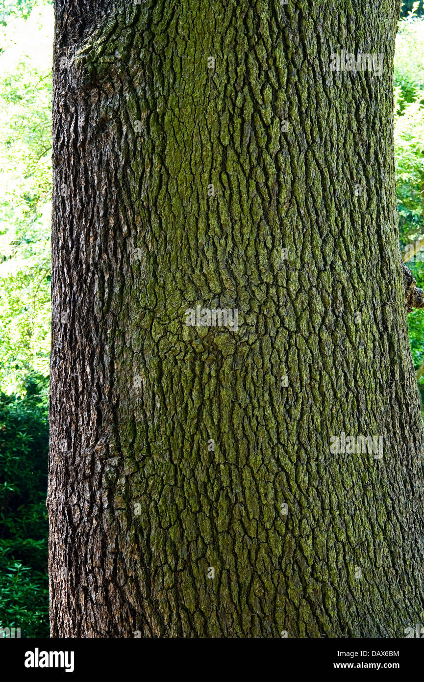 Pinus nigra subsp nigra -Fotos und -Bildmaterial in hoher Auflösung – Alamy