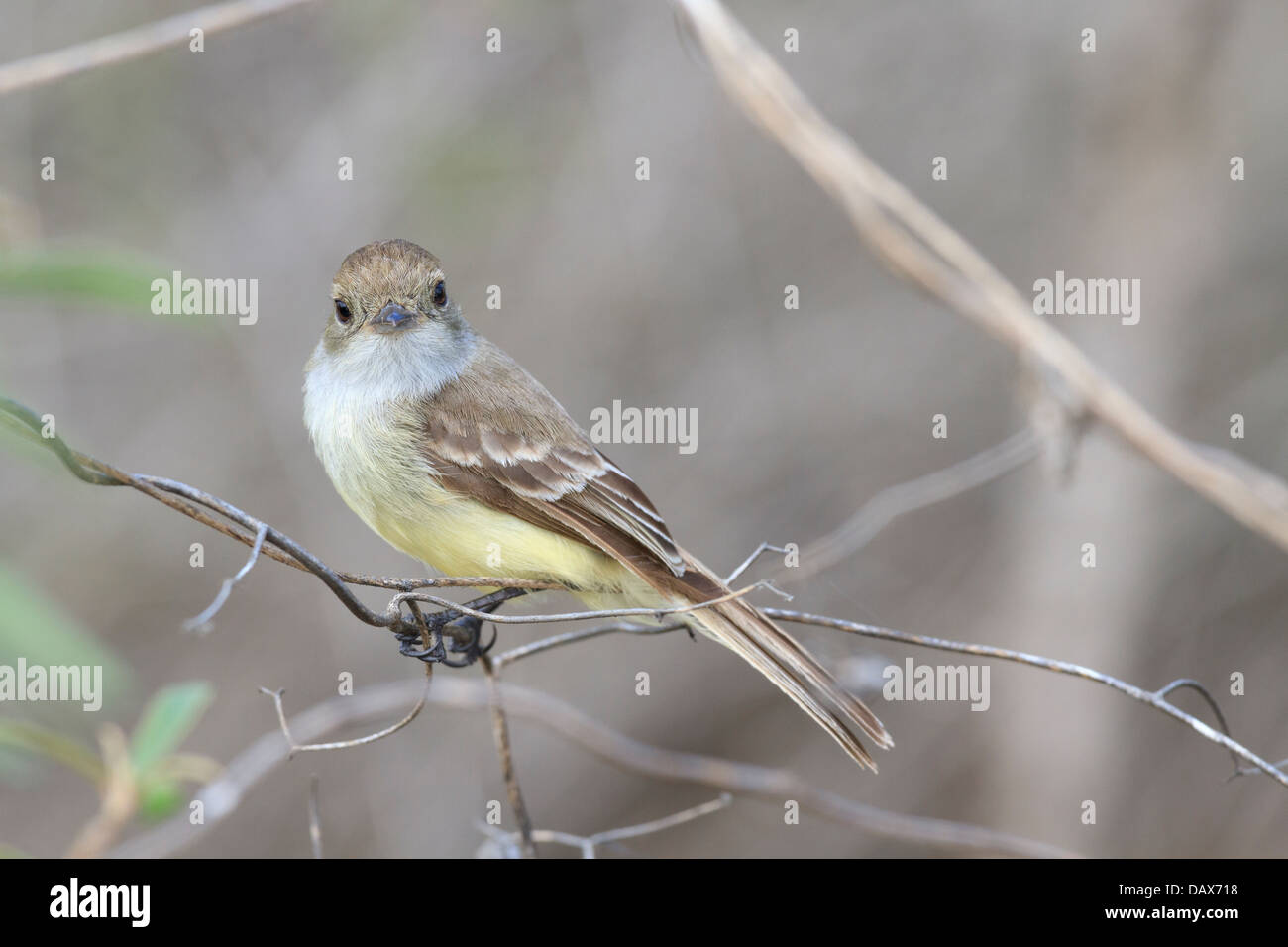 Galapagos Flycatcher, Myiarchus Magnirostris, Large-billed Flycatcher ...