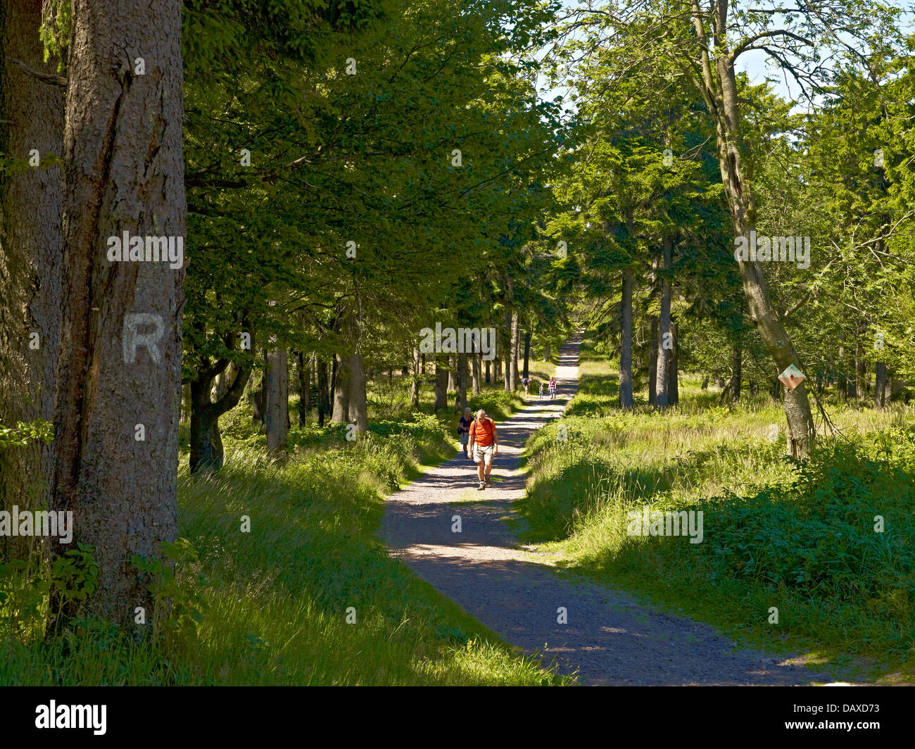 Der Rennsteig auf Inselsberg-Berg, Thüringen Stockfotografie - Alamy