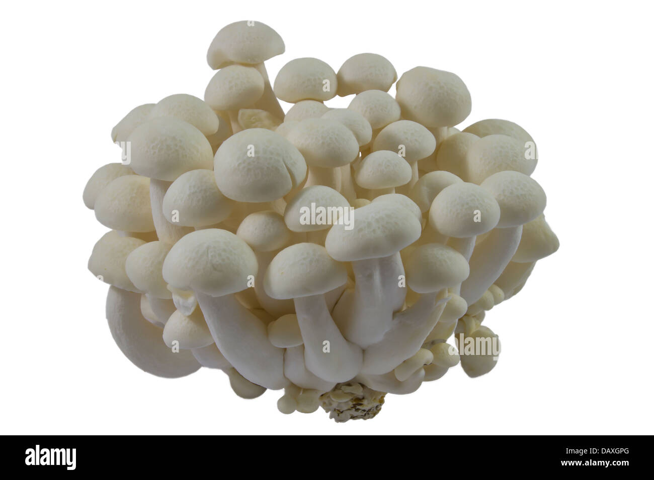 Buche pilze -Fotos und -Bildmaterial in hoher Auflösung – Alamy