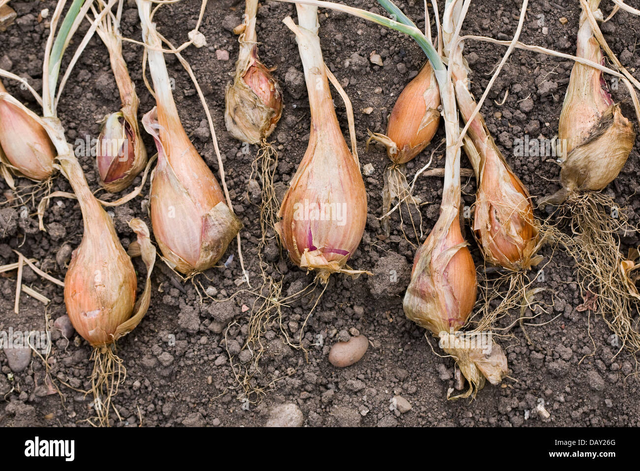 Schalotten garten -Fotos und -Bildmaterial in hoher Auflösung – Alamy