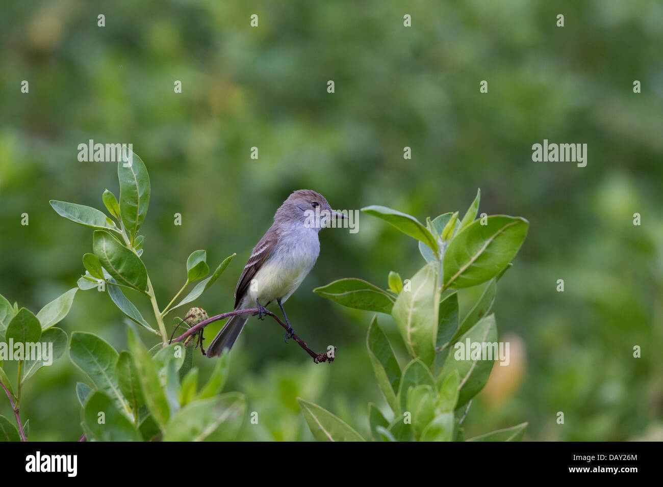 Galapagos Flycatcher, Myiarchus Magnirostris, Santa Cruz Island ...