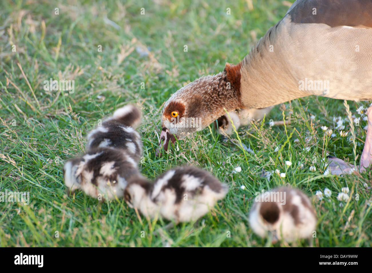 Fotos von Gänsen und Gooslings, die verschieden in den Kensington ...