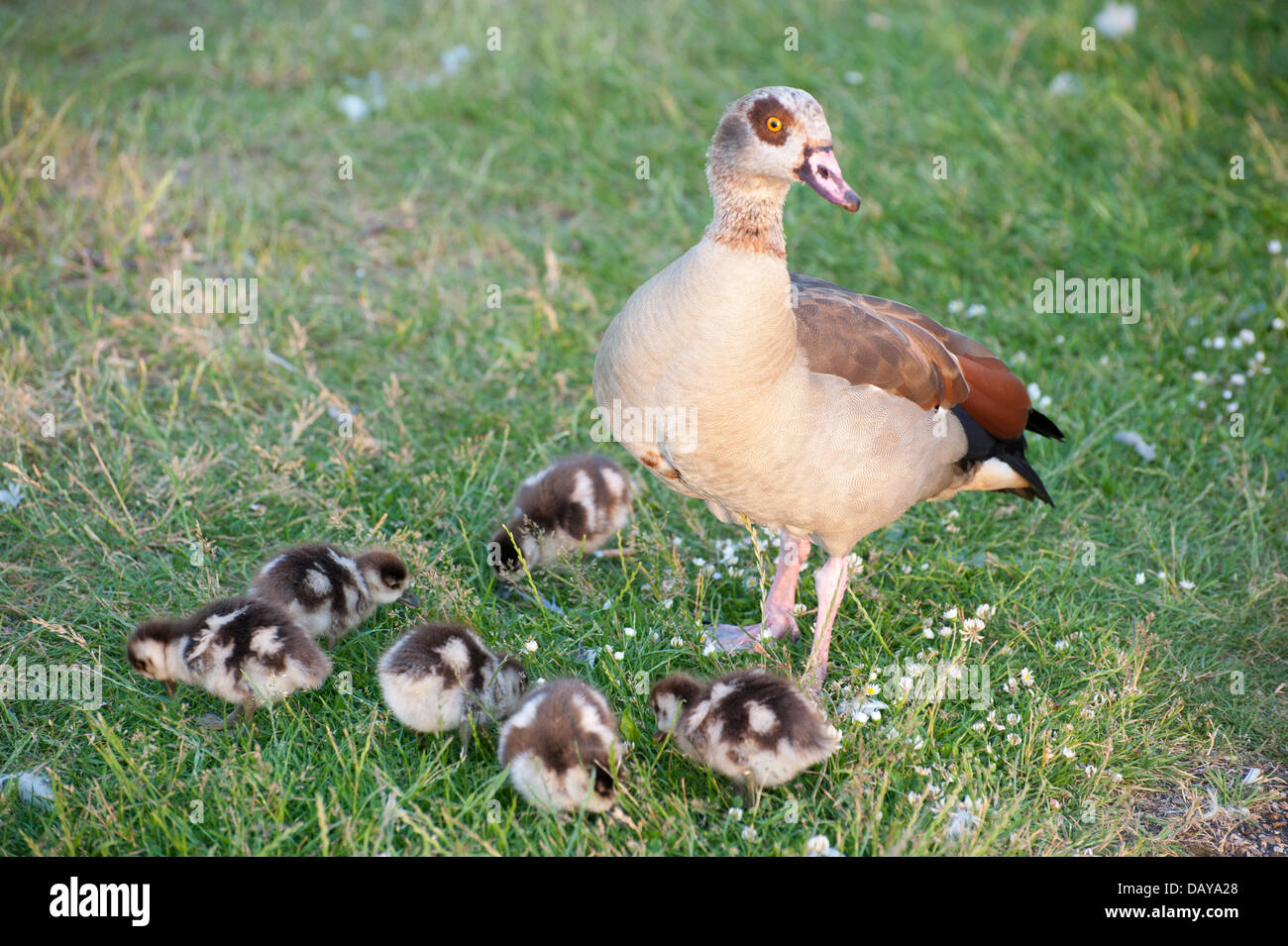 Fotos von Gänsen und Gooslings verschieden in den Kensington Gärten mit ...