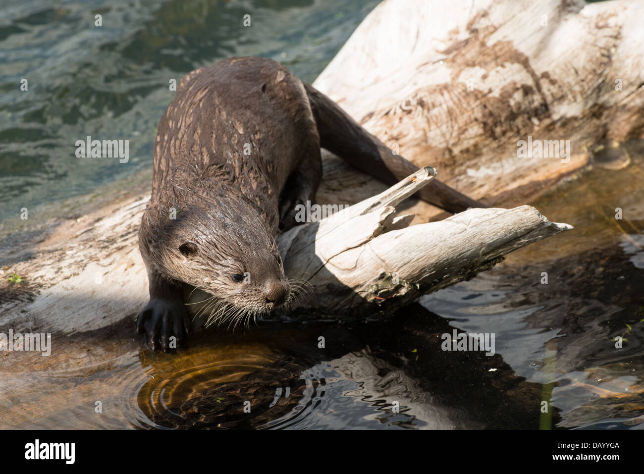 River otter babies -Fotos und -Bildmaterial in hoher Auflösung – Alamy