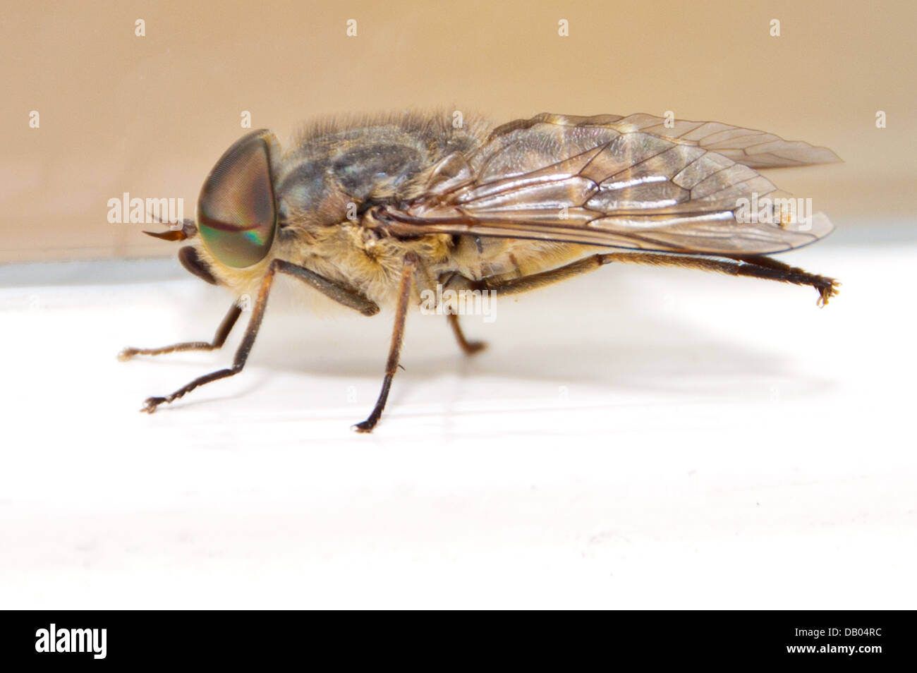 Tabanus bromius -Fotos und -Bildmaterial in hoher Auflösung – Alamy