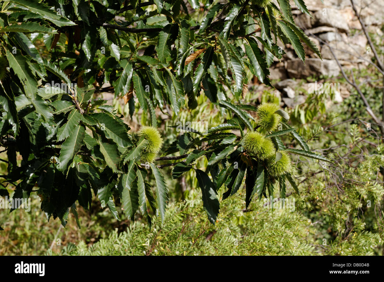 Castanea sativa fruit tree -Fotos und -Bildmaterial in hoher Auflösung ...