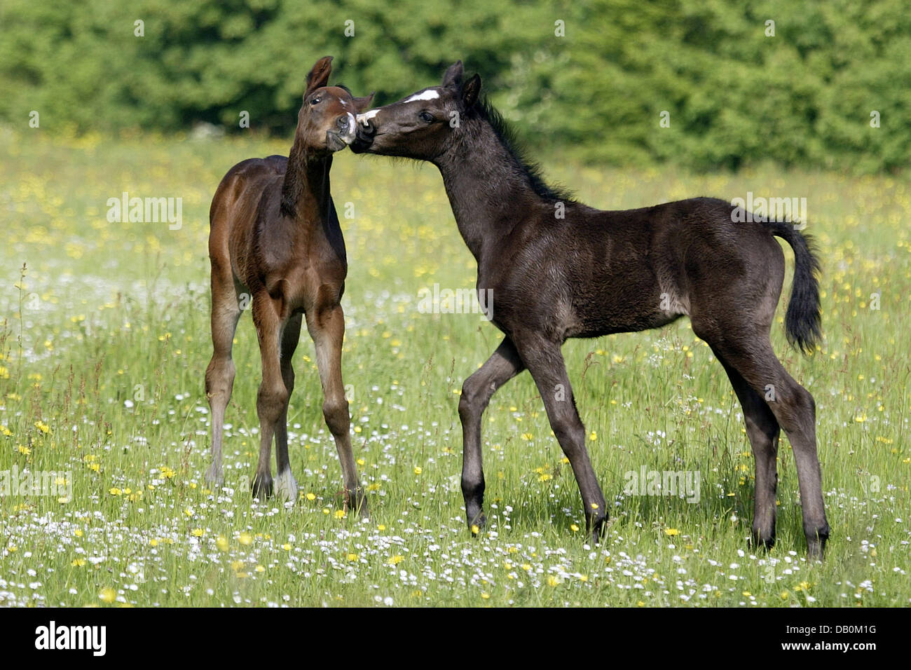 Deutschem reitpony -Fotos und -Bildmaterial in hoher Auflösung – Alamy