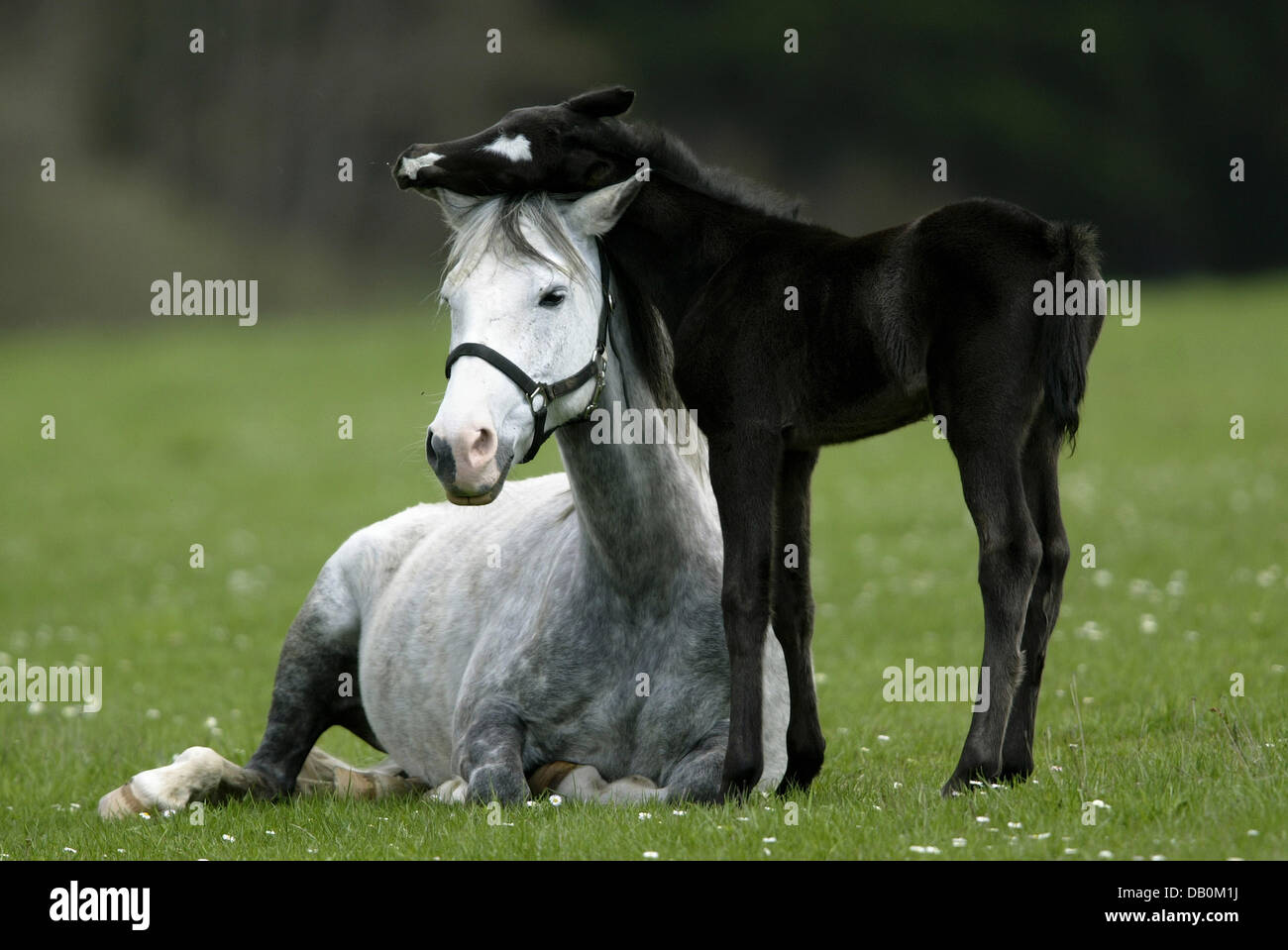 Das undatierte Foto zeigt ein German Riding Pony-Fohlen und seine ...