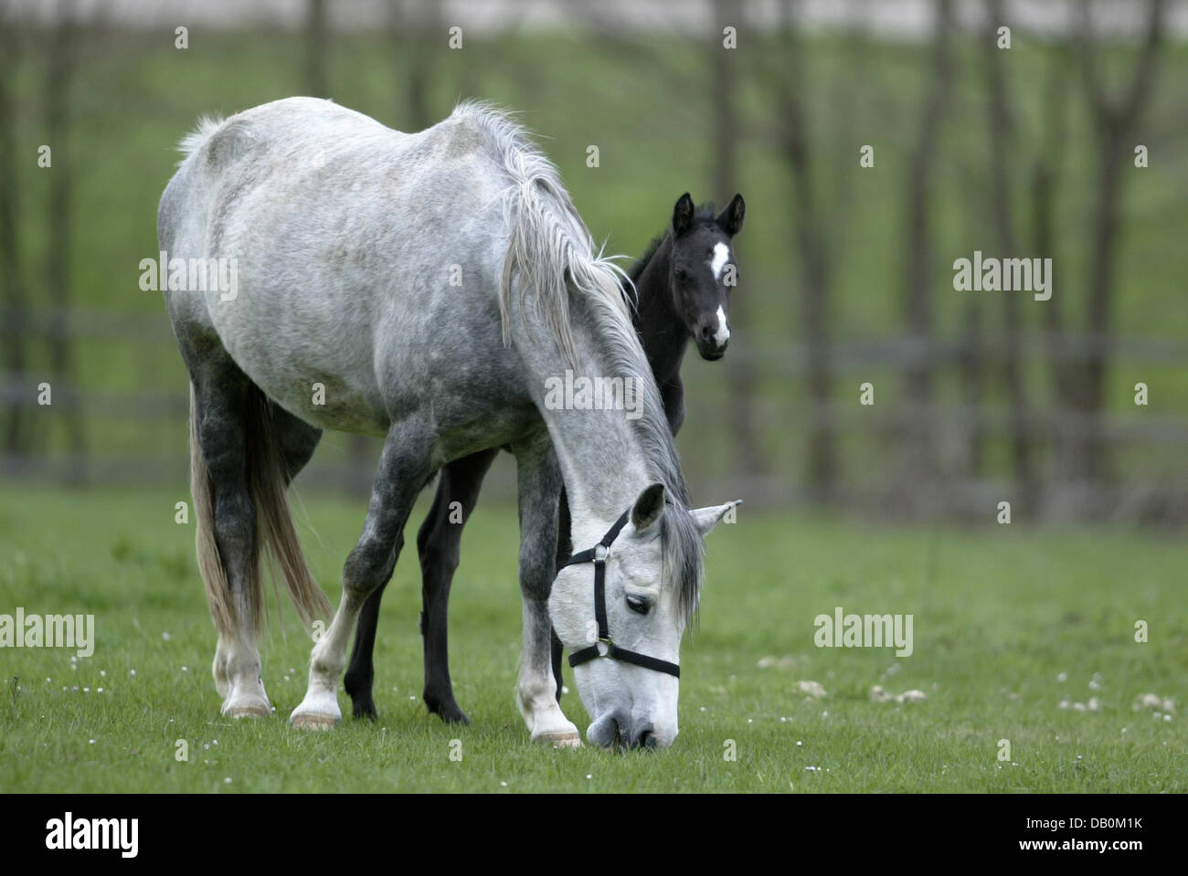 Deutschem reitpony -Fotos und -Bildmaterial in hoher Auflösung – Alamy