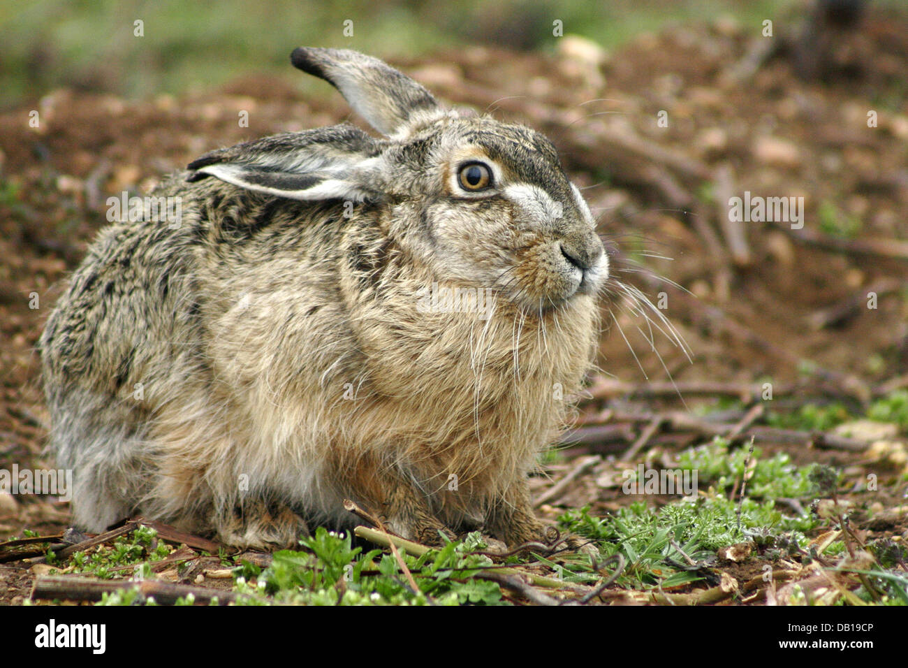 Ein Feldhase (lat.: Lepus Europaeus) ist auf einem Feld in Deutschland ...