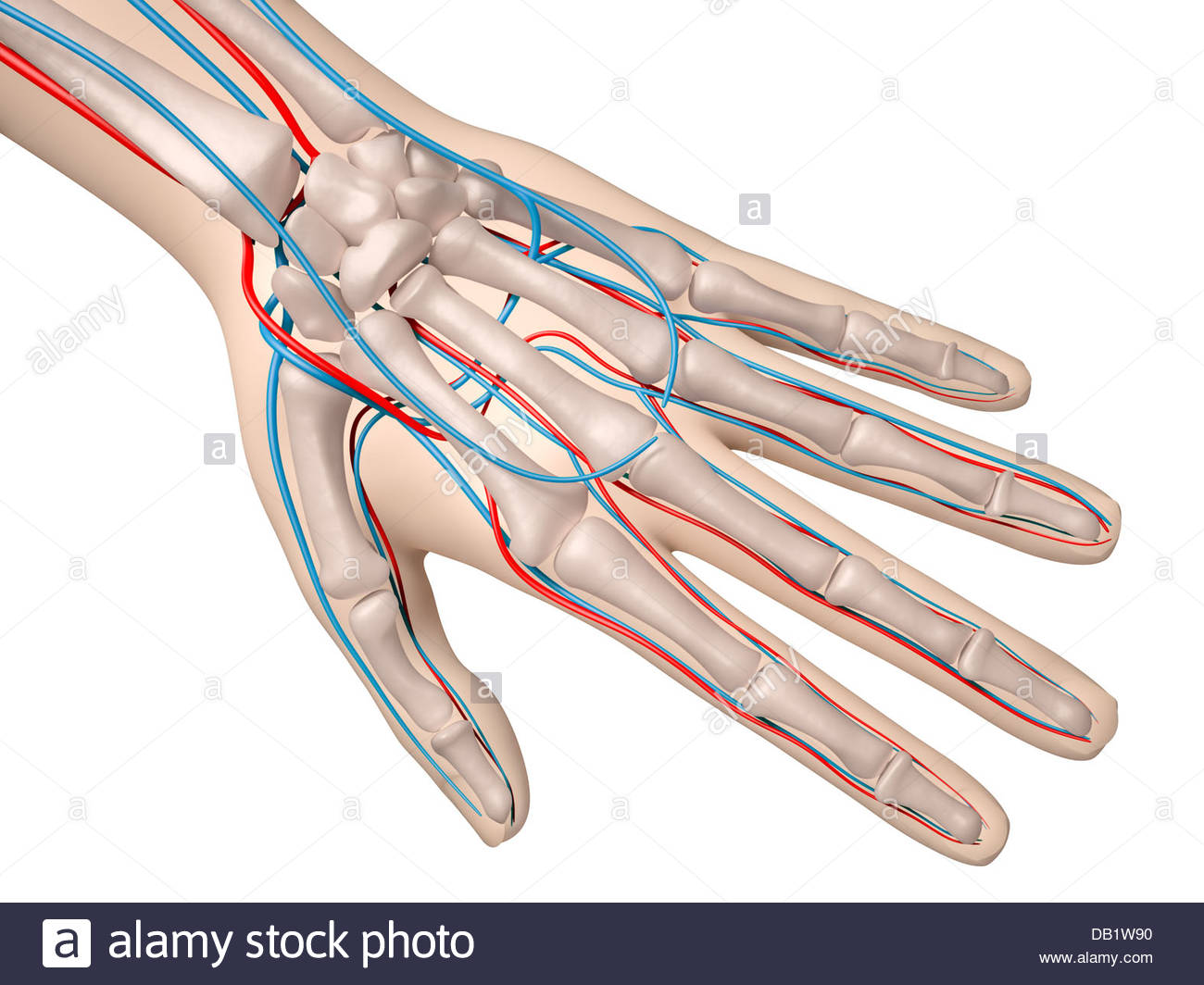 Arterien Venen Stockfotos und -bilder Kaufen - Alamy
