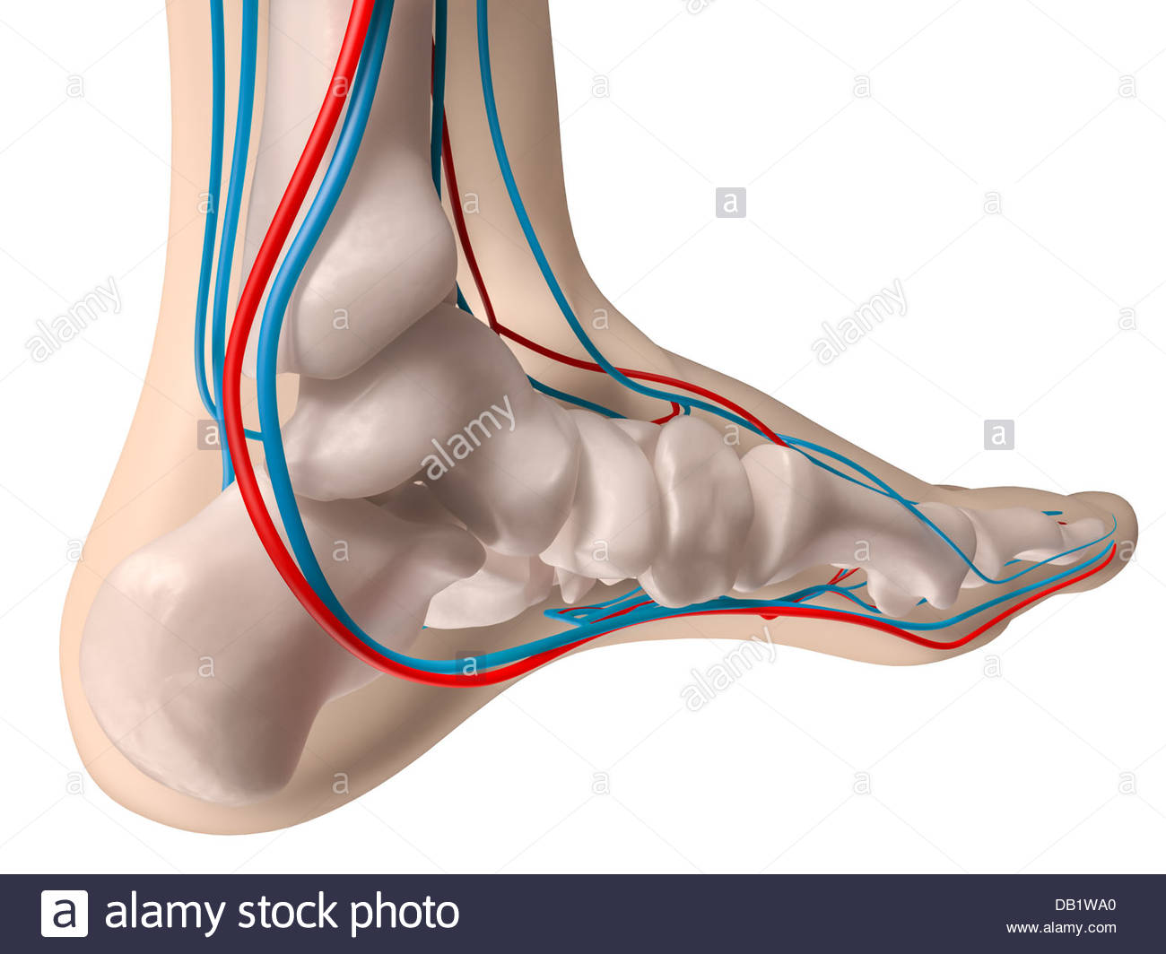 Arterien Venen Stockfotos und -bilder Kaufen - Alamy