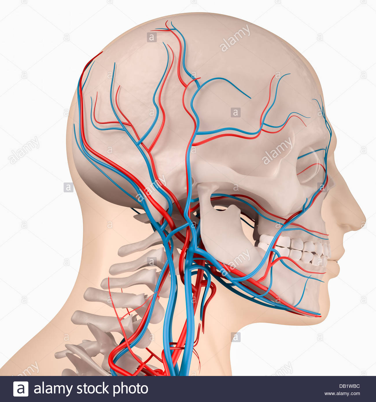 Blutversorgung Des Kopfes Stockfotos und -bilder Kaufen - Alamy