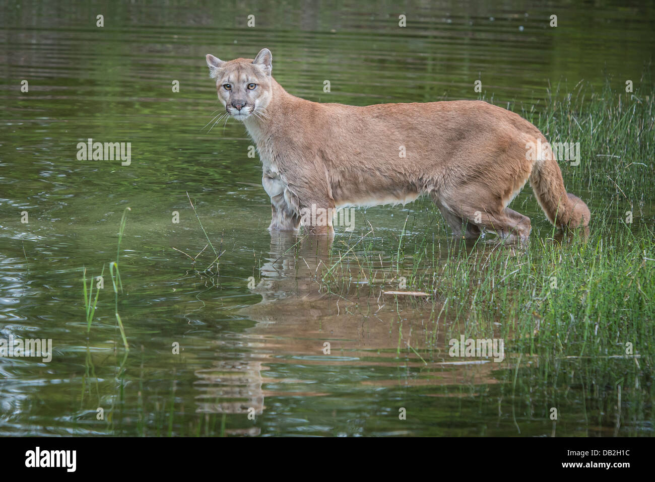 Berglöwen in Rivers Edge Stockfotografie - Alamy
