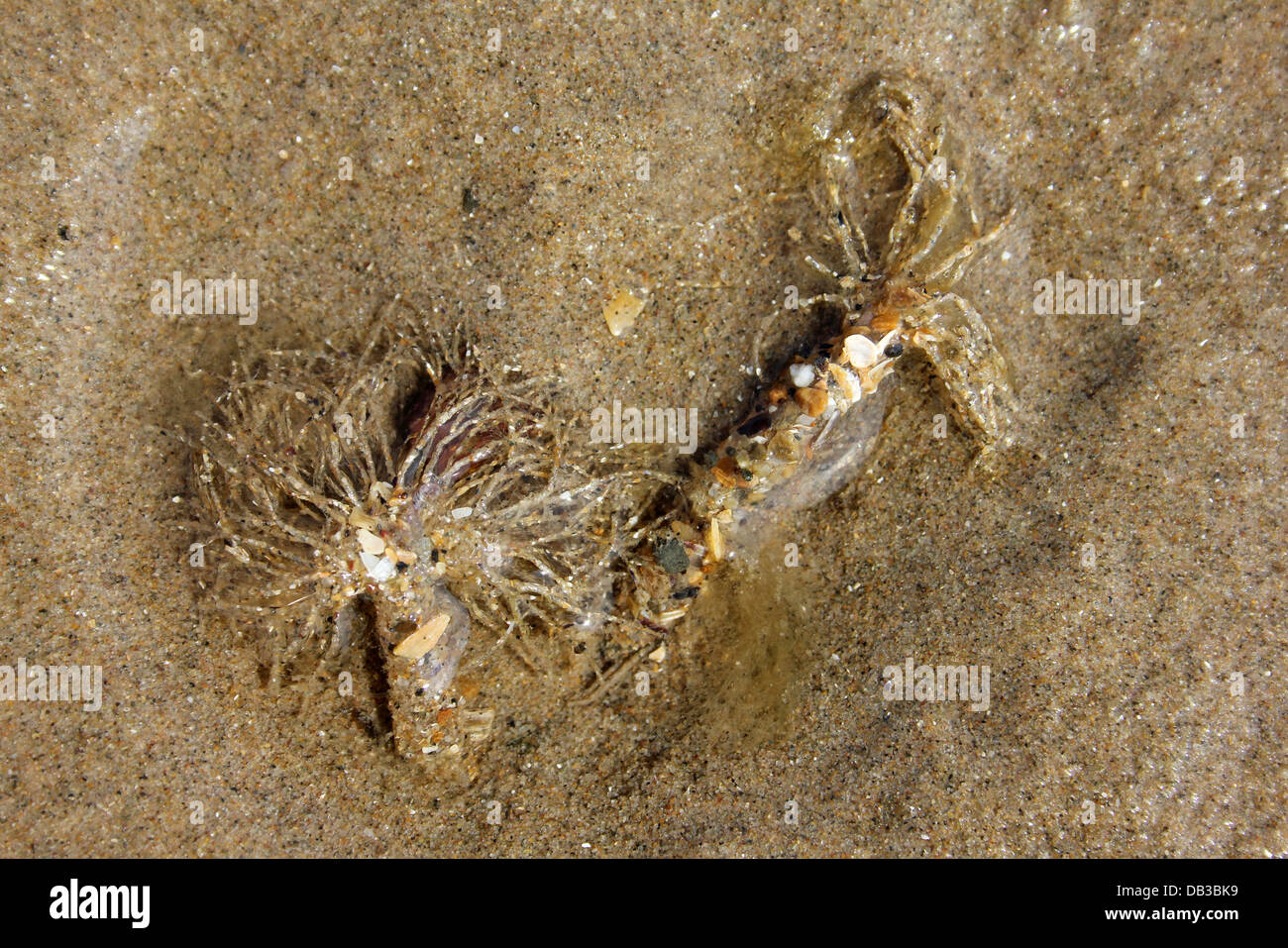 Polychaete worms -Fotos und -Bildmaterial in hoher Auflösung – Alamy