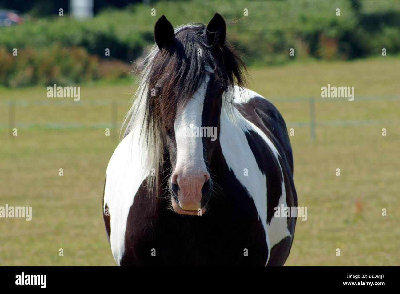 Pferdewagen trekking -Fotos und -Bildmaterial in hoher Auflösung – Alamy