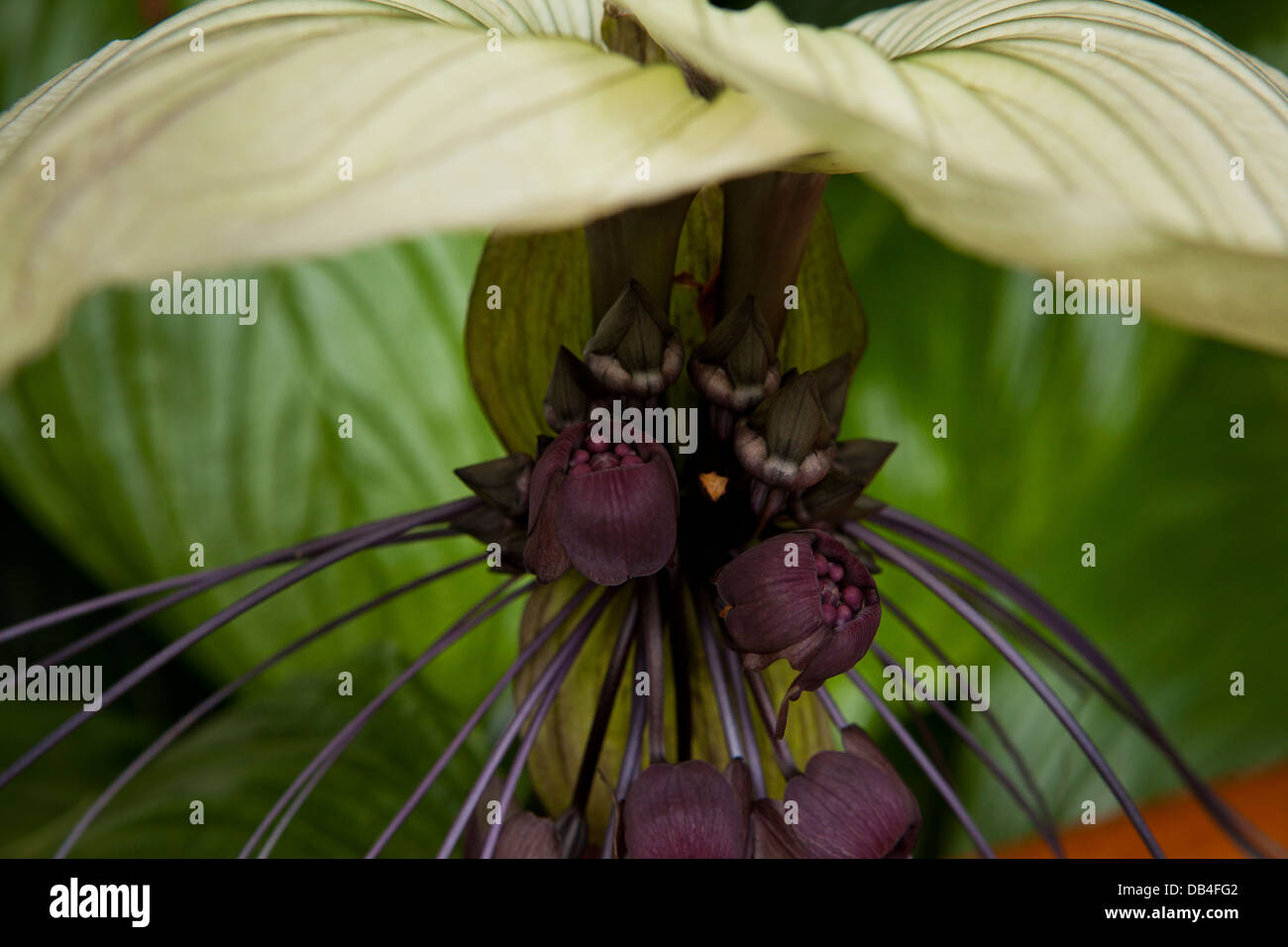 Fledermauspflanze tacca integrifolia -Fotos und -Bildmaterial in hoher Auflösung – Alamy
