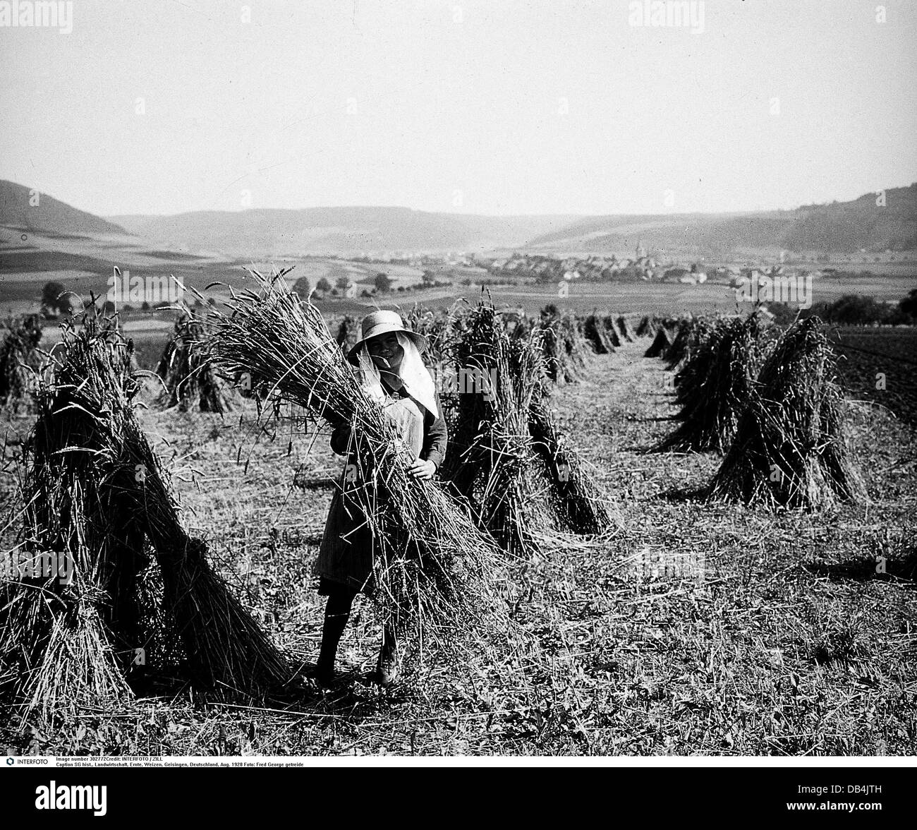 Landwirtschaft, Feldarbeit, Ernte, Weizen, Geisingen, Deutschland ...