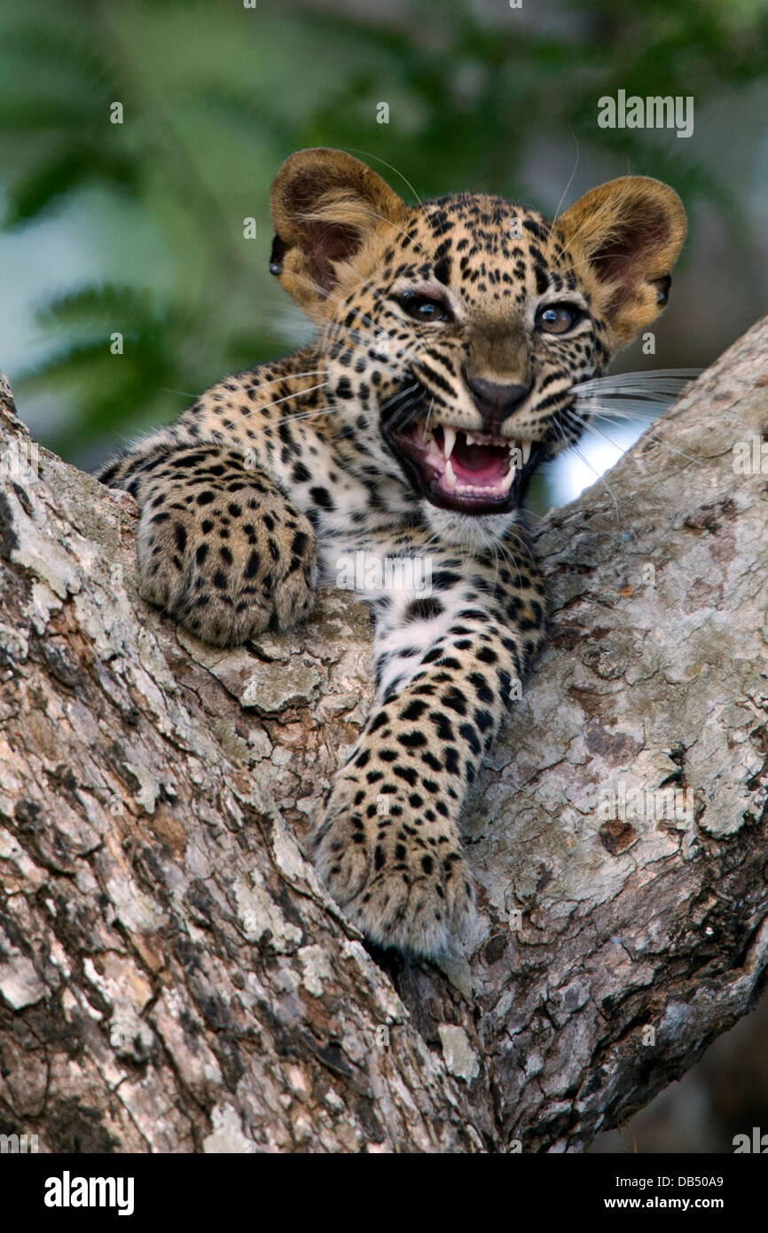 Leopard Beute Im Baum Stockfotos und -bilder Kaufen - Alamy