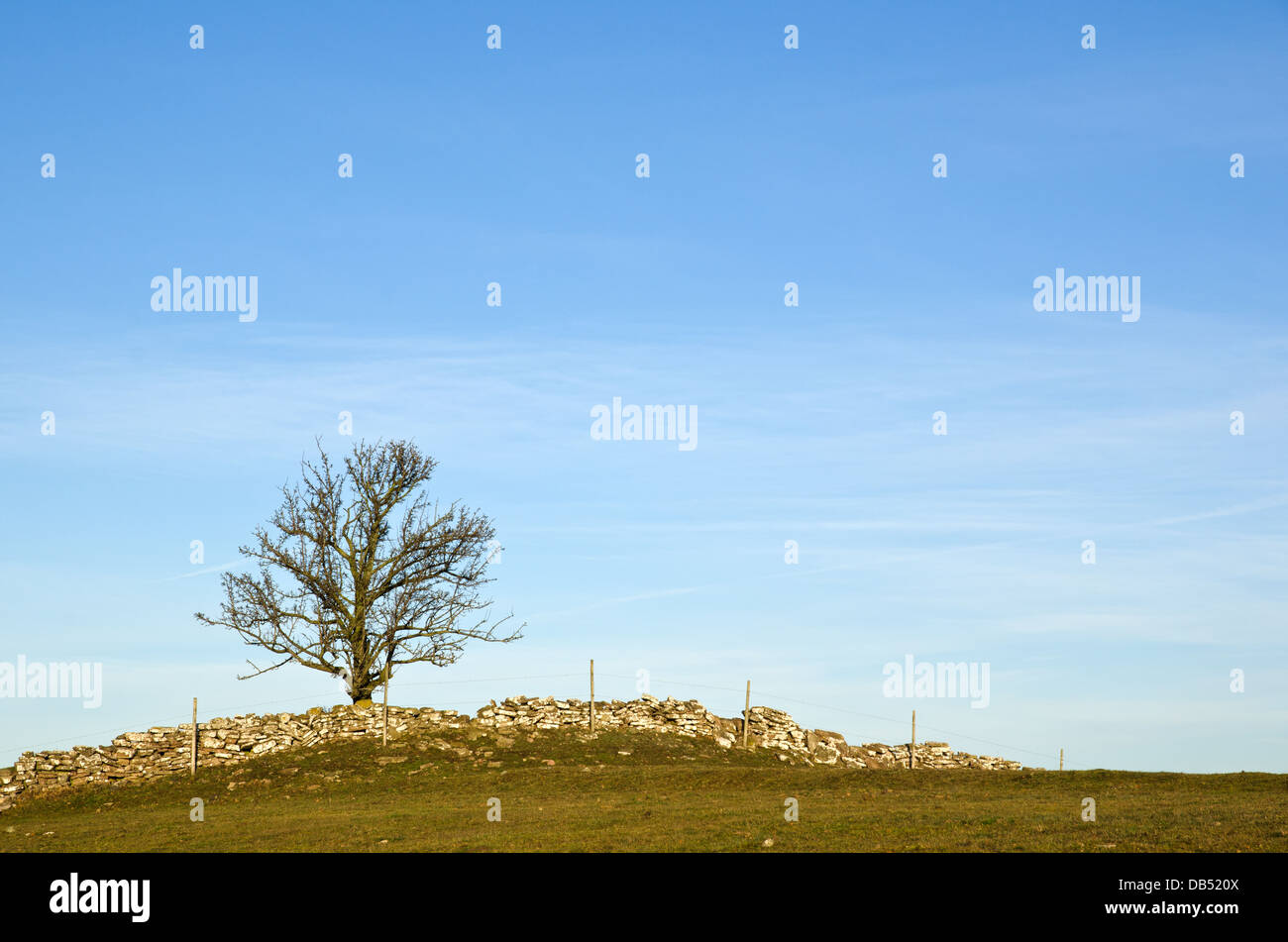 Solitaire tree -Fotos und -Bildmaterial in hoher Auflösung – Alamy
