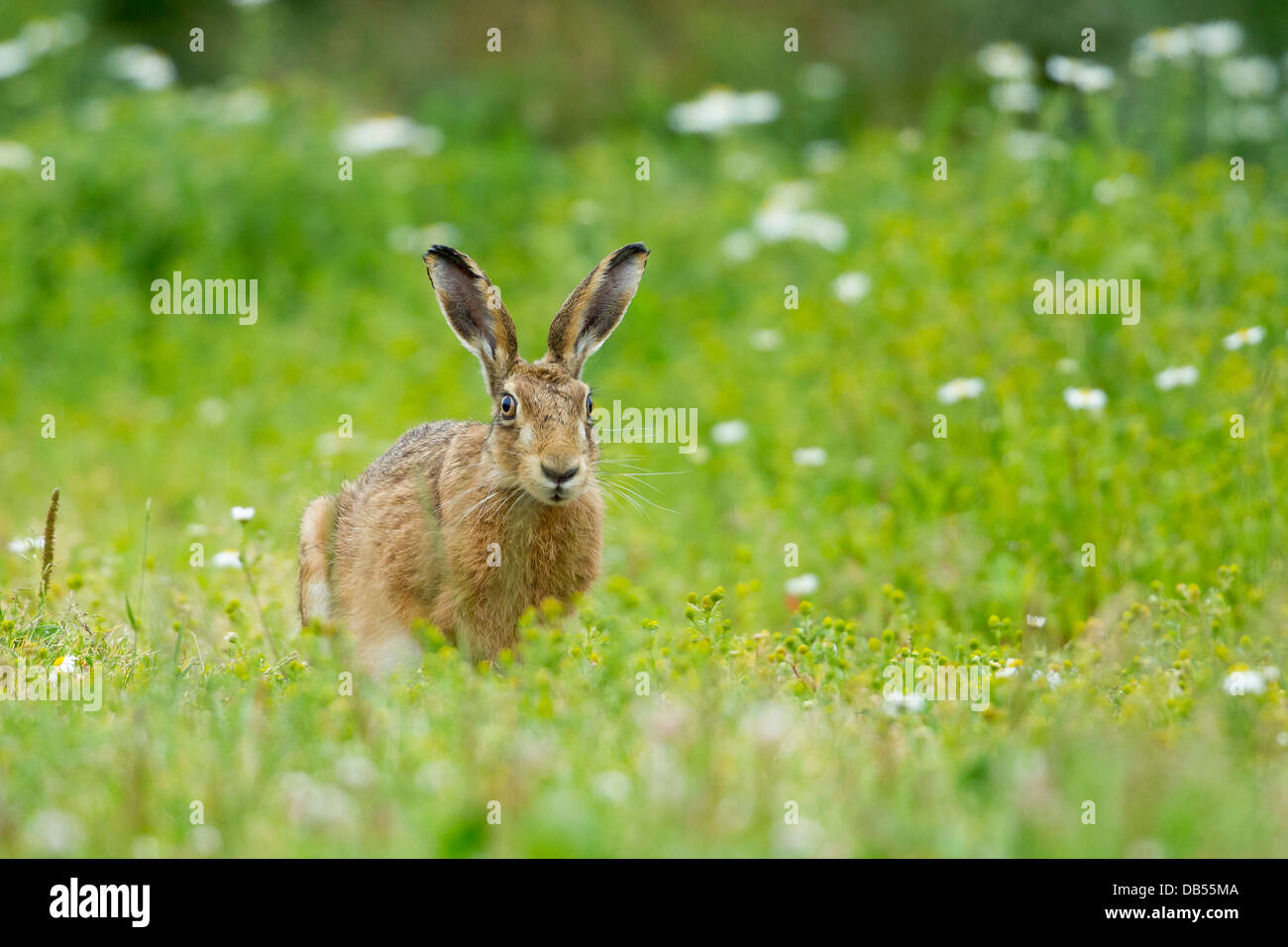 Hare in grass -Fotos und -Bildmaterial in hoher Auflösung – Alamy