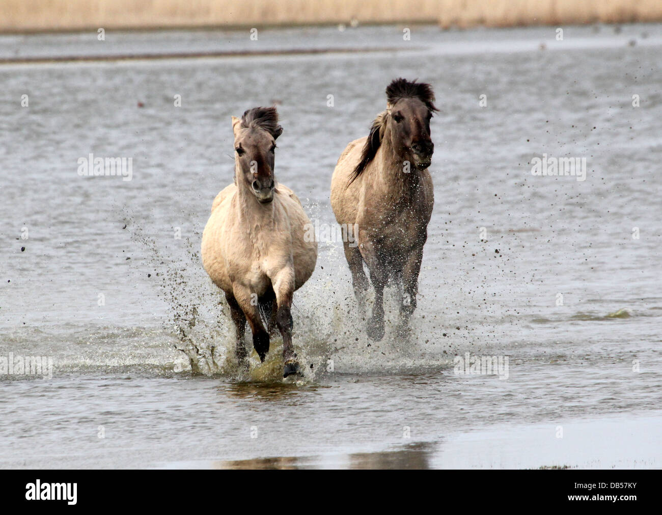 Pferdeherde galoppiert -Fotos und -Bildmaterial in hoher Auflösung – Alamy