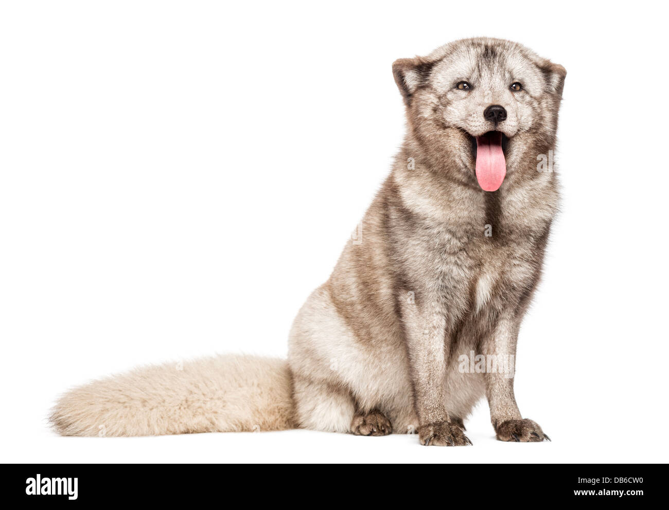 Fuchs sitzt auf schnee bild -Fotos und -Bildmaterial in hoher Auflösung ...