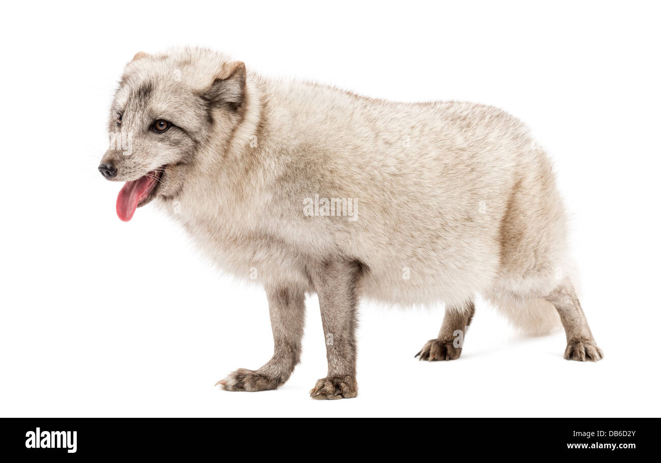 Polarfuchs, Vulpes Lagopus, auch bekannt als White Fox, Polarfuchs oder ...