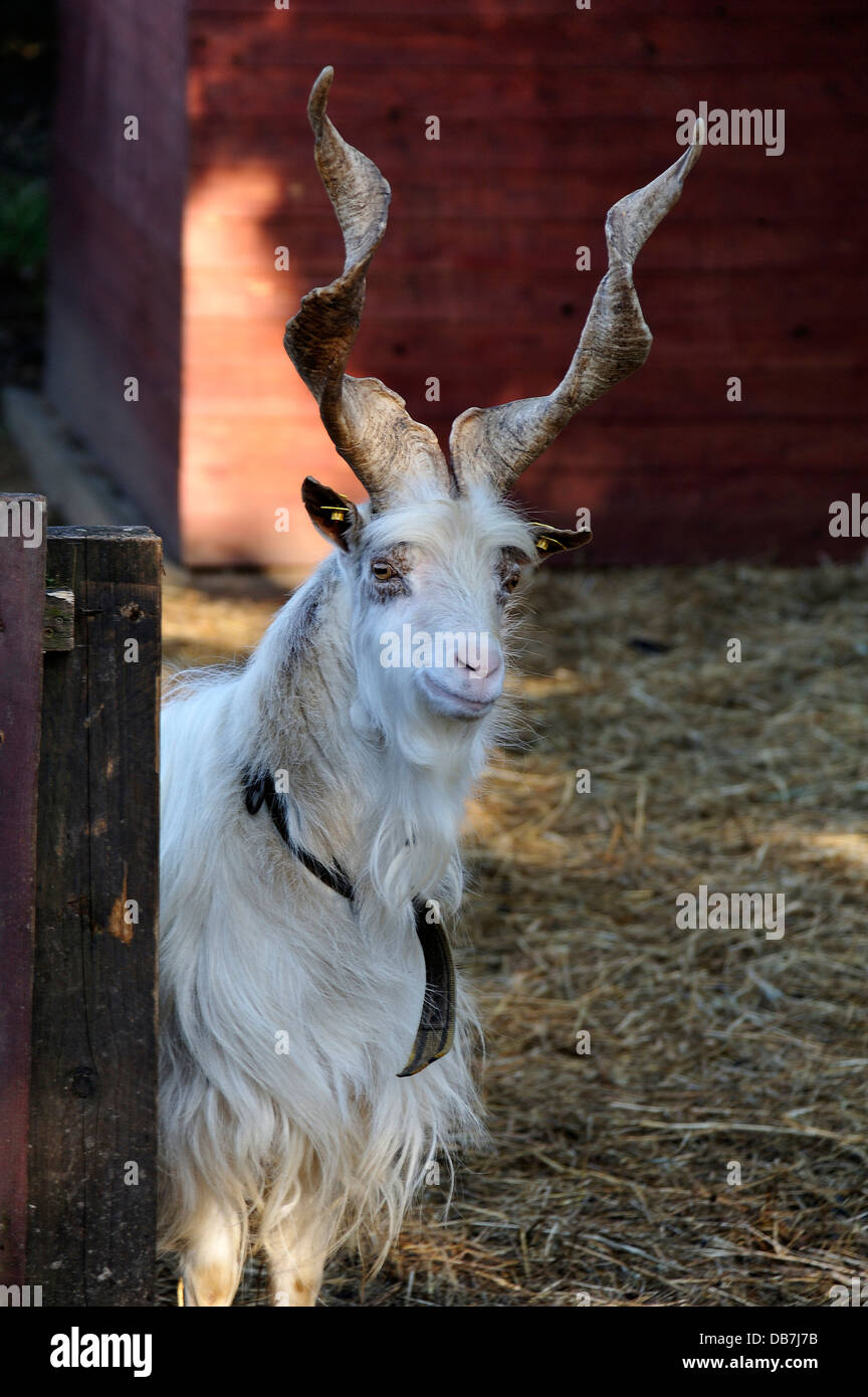 Ziegenbock deutschland -Fotos und -Bildmaterial in hoher Auflösung – Alamy