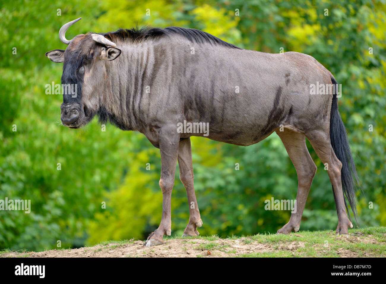 Stehender gnu -Fotos und -Bildmaterial in hoher Auflösung – Alamy