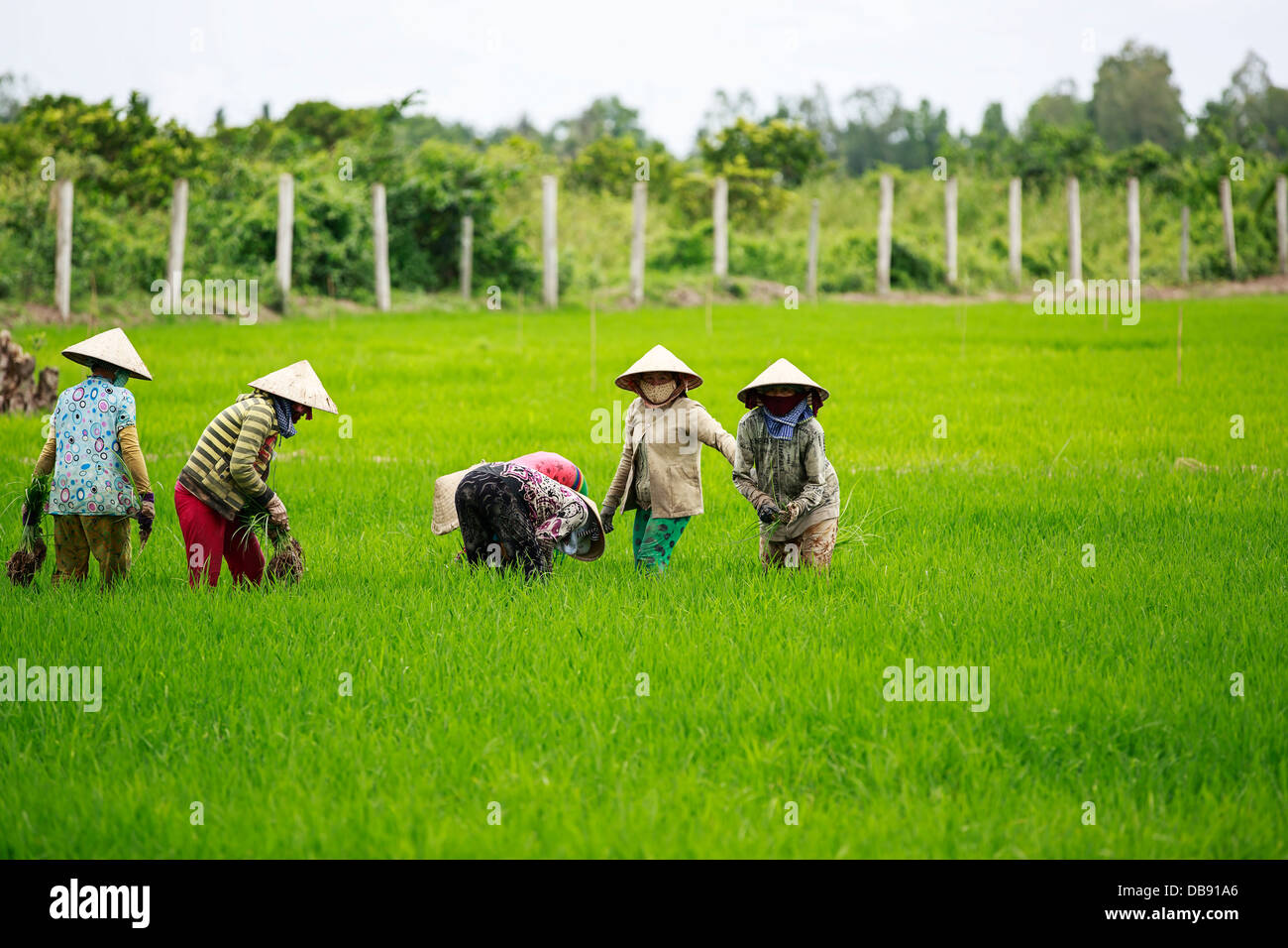Reisfrauen bauern -Fotos und -Bildmaterial in hoher Auflösung – Alamy