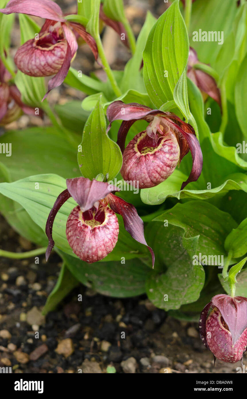 Red Lady Slipper orchid (Cypripedium x ventricosum Stockfotografie - Alamy