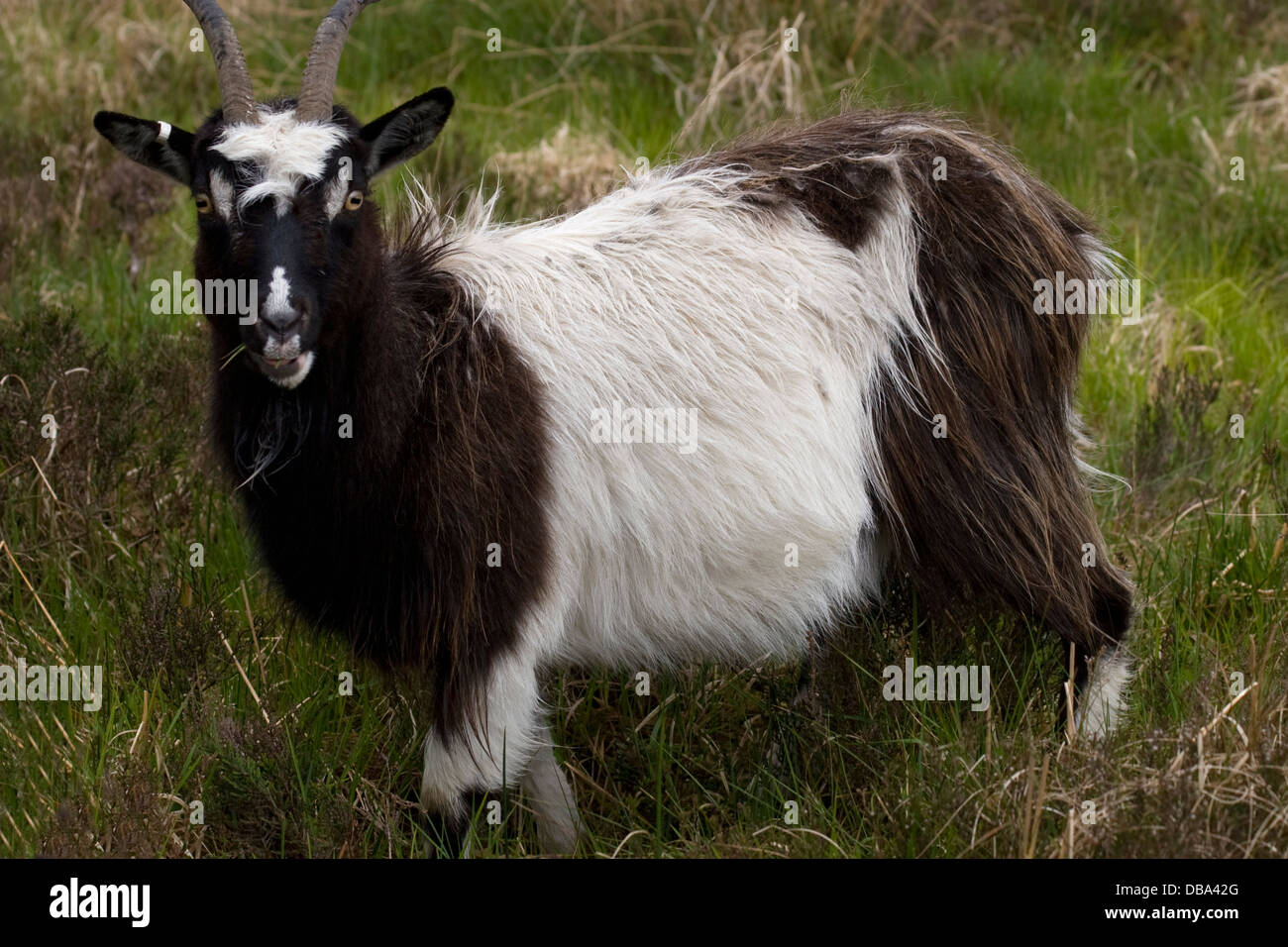 Galloway wild goat park -Fotos und -Bildmaterial in hoher Auflösung – Alamy