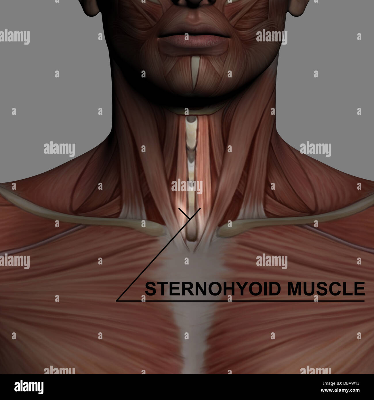Menschliche Anatomie - männliche Muskeln gemacht in 3d Software mit ...