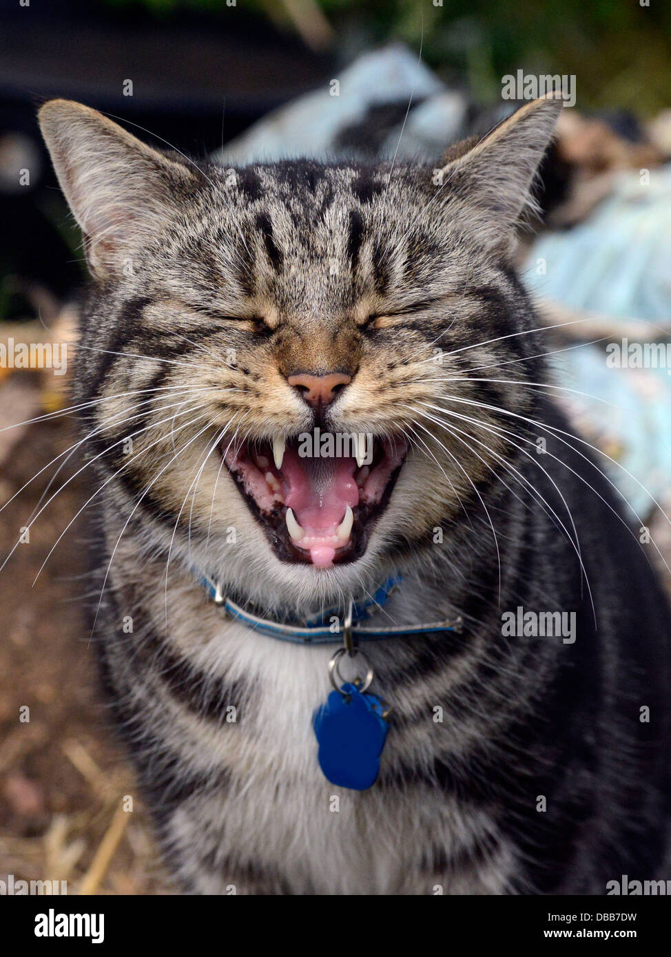 Lachende Katze Stockfotos und -bilder Kaufen - Alamy