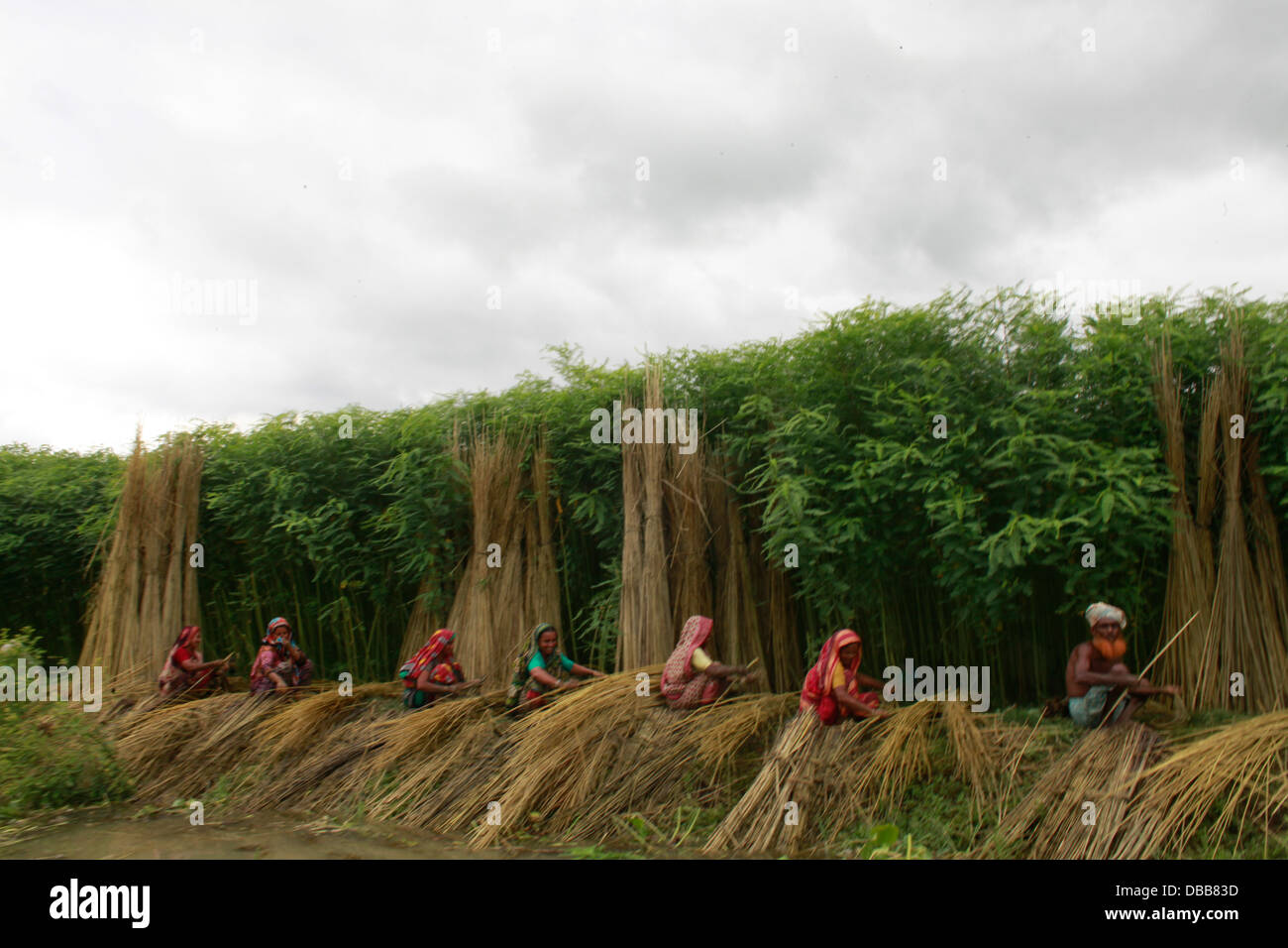 Jute anbau -Fotos und -Bildmaterial in hoher Auflösung – Alamy