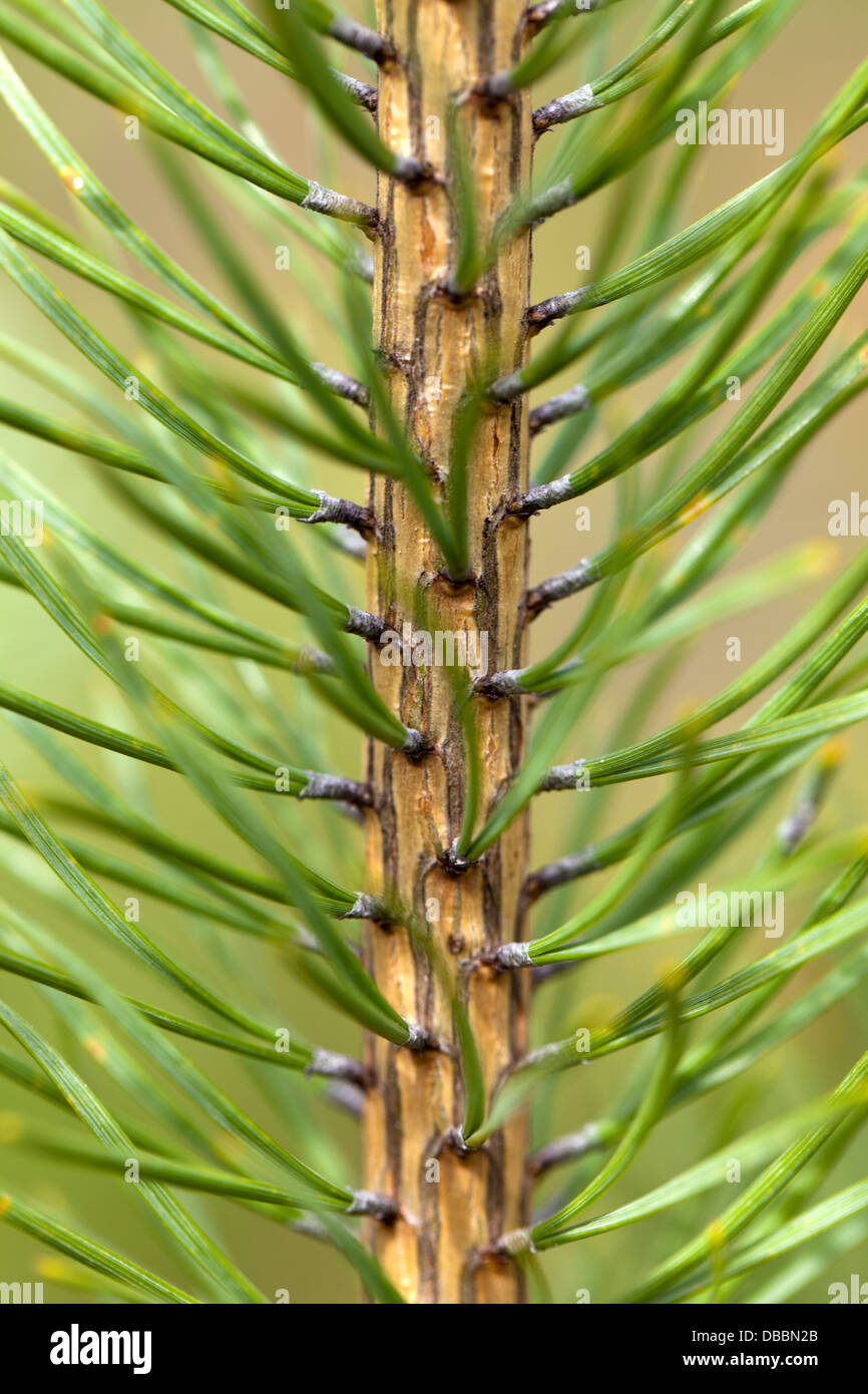 Basal sheath -Fotos und -Bildmaterial in hoher Auflösung – Alamy