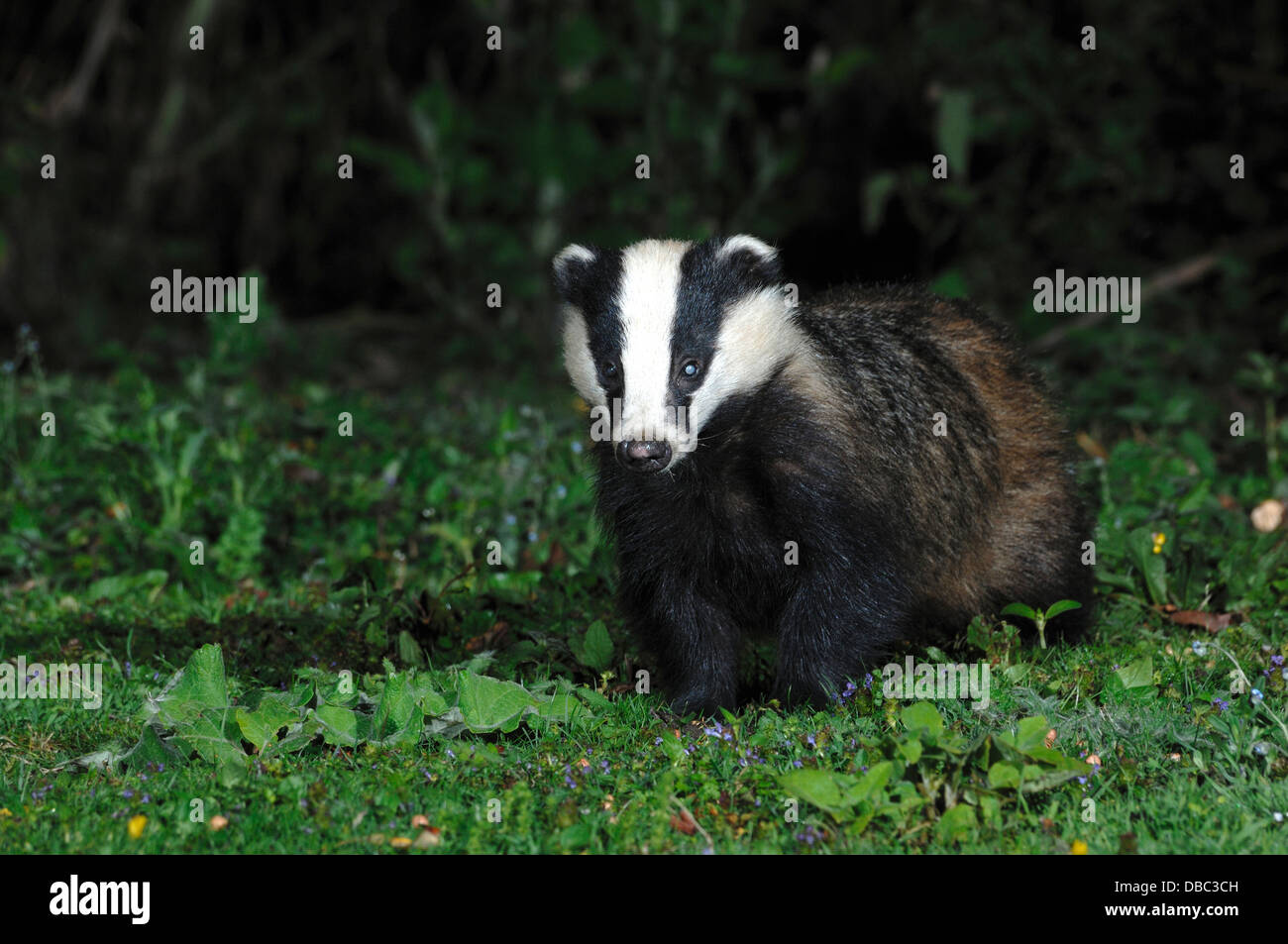 Ein schwarzer streifen Stockfotos und -bilder Kaufen - Alamy