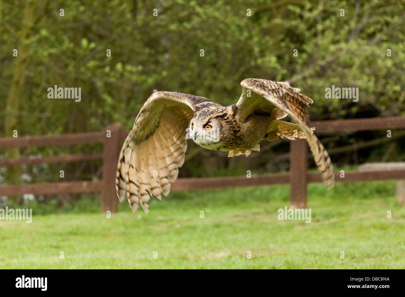 Eule im flug -Fotos und -Bildmaterial in hoher Auflösung – Alamy