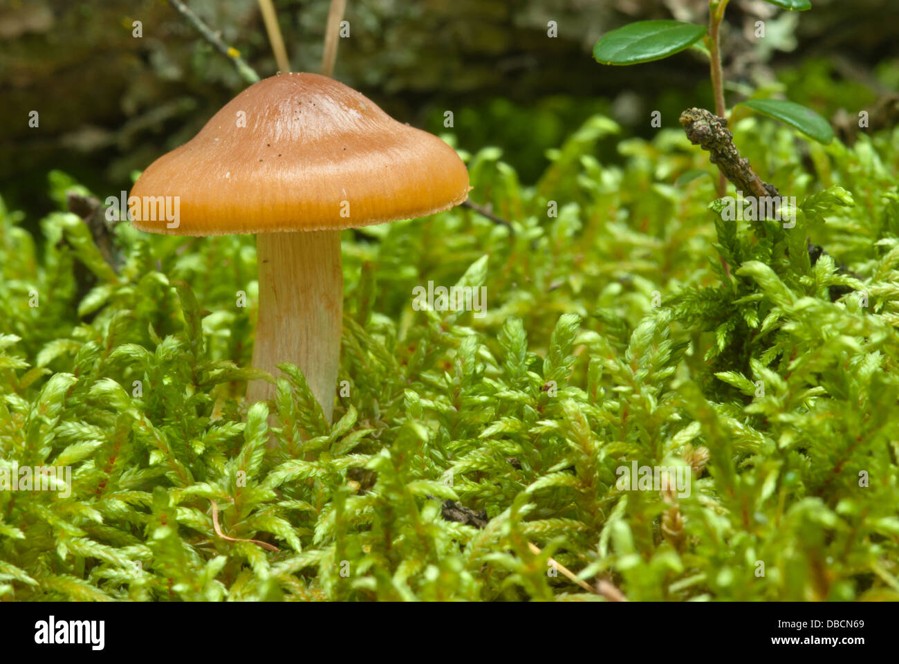 Kappe umbonieren -Fotos und -Bildmaterial in hoher Auflösung – Alamy