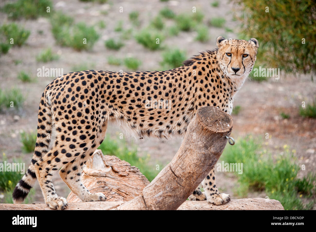 Gepard gesicht -Fotos und -Bildmaterial in hoher Auflösung – Alamy