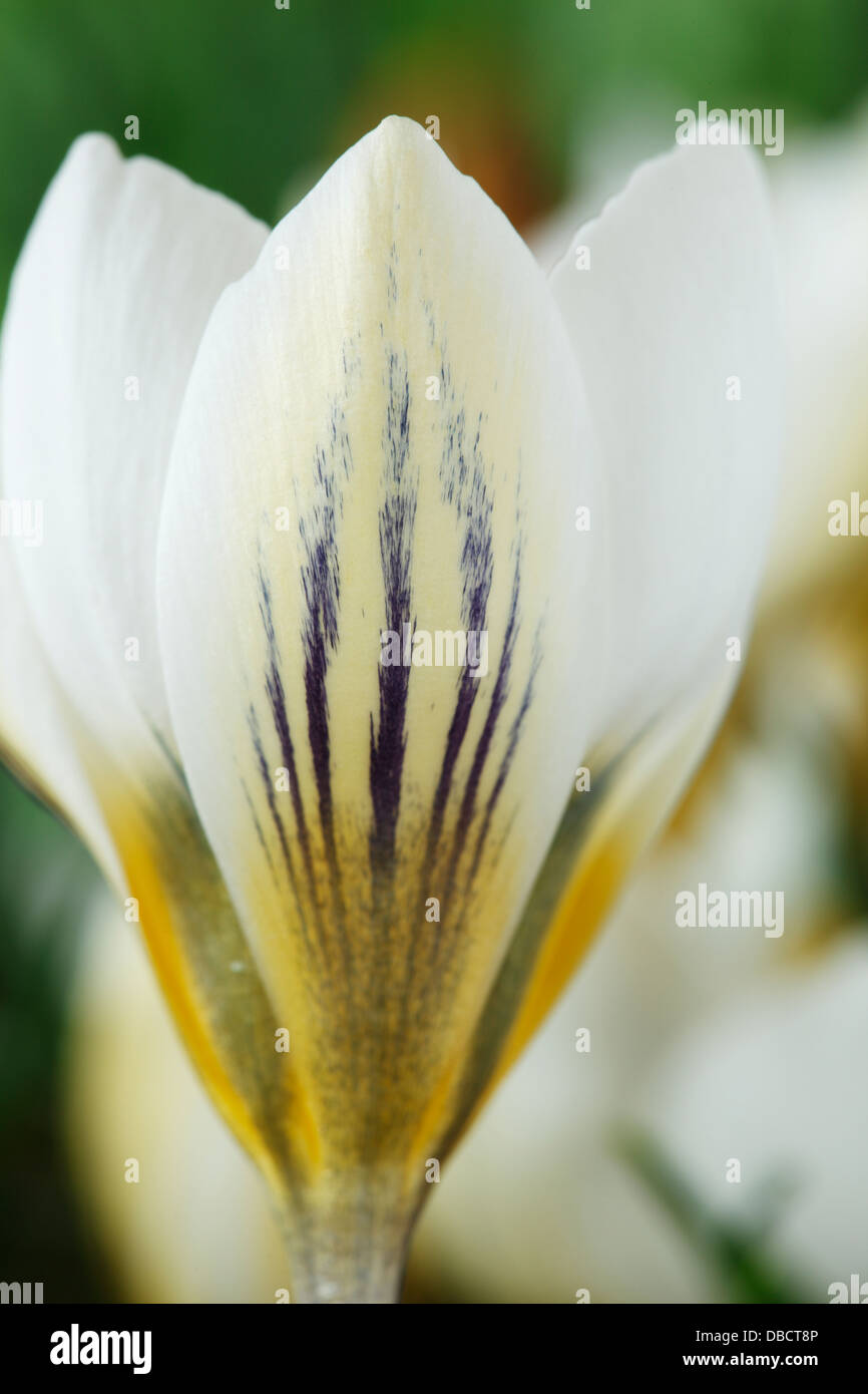 Crocus snow -Fotos und -Bildmaterial in hoher Auflösung – Alamy